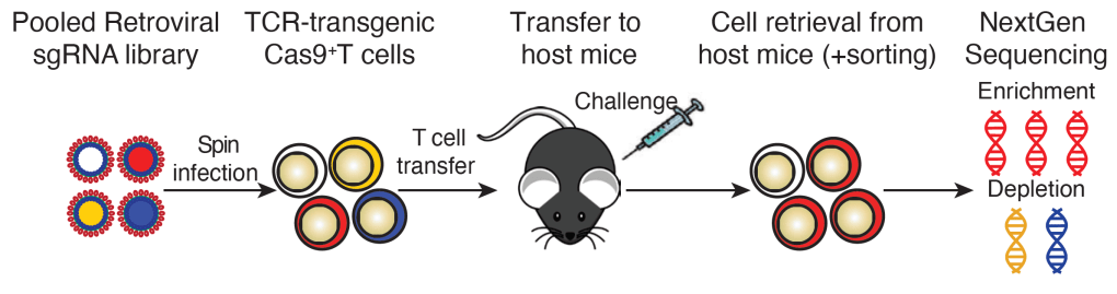 Research – Projects – Concepcion Lab